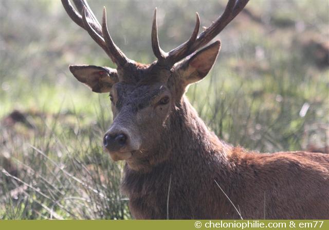 Le cerf élaphe, Cervus elaphus