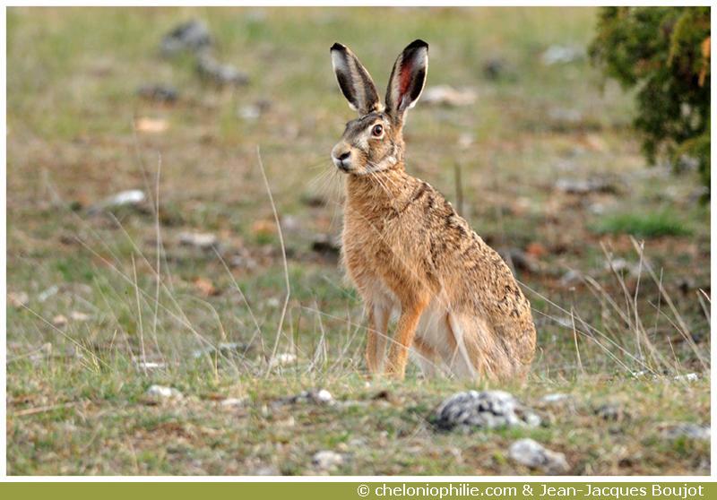 Le lièvre européen, Lepus europaeus