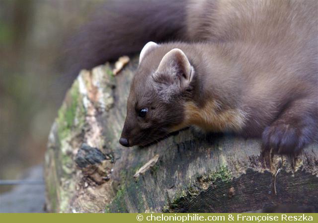 La martre des pins, Martes martes