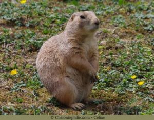 Le chien de prairie, Cynomys ludovicianus - Animaux sauvage