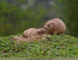 Le chien de prairie, Cynomys ludovicianus - Animaux sauvage