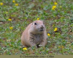 Le chien de prairie, Cynomys ludovicianus - Animaux sauvage