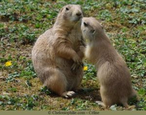 Le chien de prairie