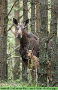L’élan, Alces alces - Animaux sauvage