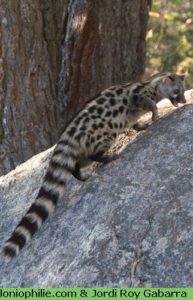 La Genette, Genetta genetta - Animaux sauvage