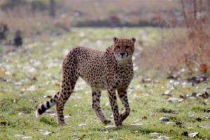 Le guépard, Acinonyx jubatus - Animaux sauvage