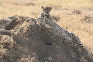 Le guépard, Acinonyx jubatus - Animaux sauvage