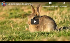 Le lapin de garenne, Oryctolagus cuniculus - Animaux sauvage