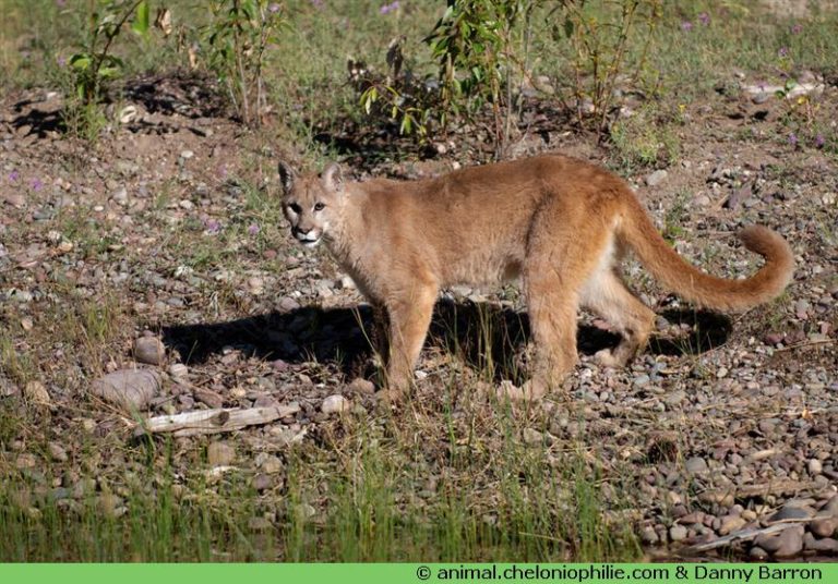 Fiche sur le Puma