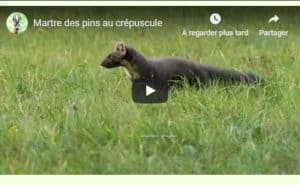 La martre des pins, Martes martes - Animaux sauvage