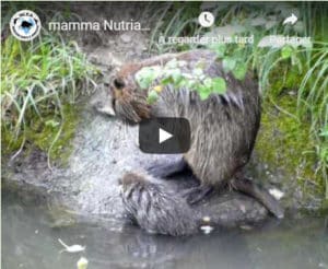 Le ragondin, Myocastor coypus - Animaux sauvage