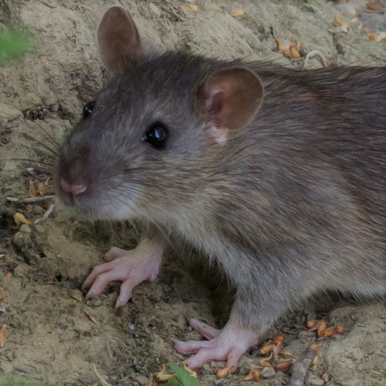 Le rat noir, Rattus rattus - Animaux sauvage